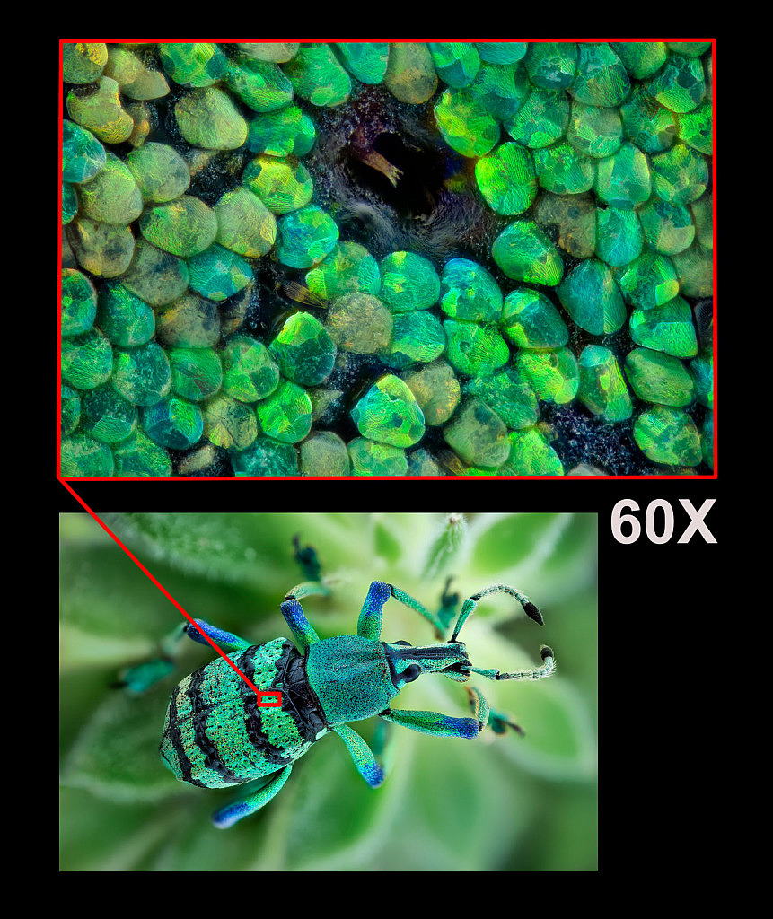 Conoce la Microfotografía de Insectos a través de la Cámara de Javier ...
