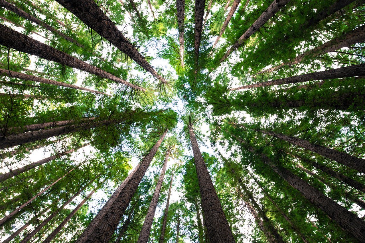 Los Mejores Consejos e Ideas para Fotografiar Bosques
